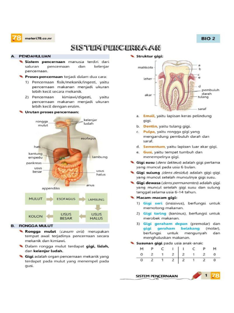 Rangkuman Sistem Pencernaan Kelas 5 | PDF
