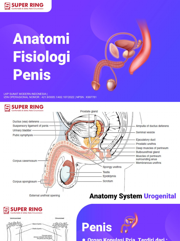 02 Anatomi Fisiologi Penis-Super Ring Basic | PDF