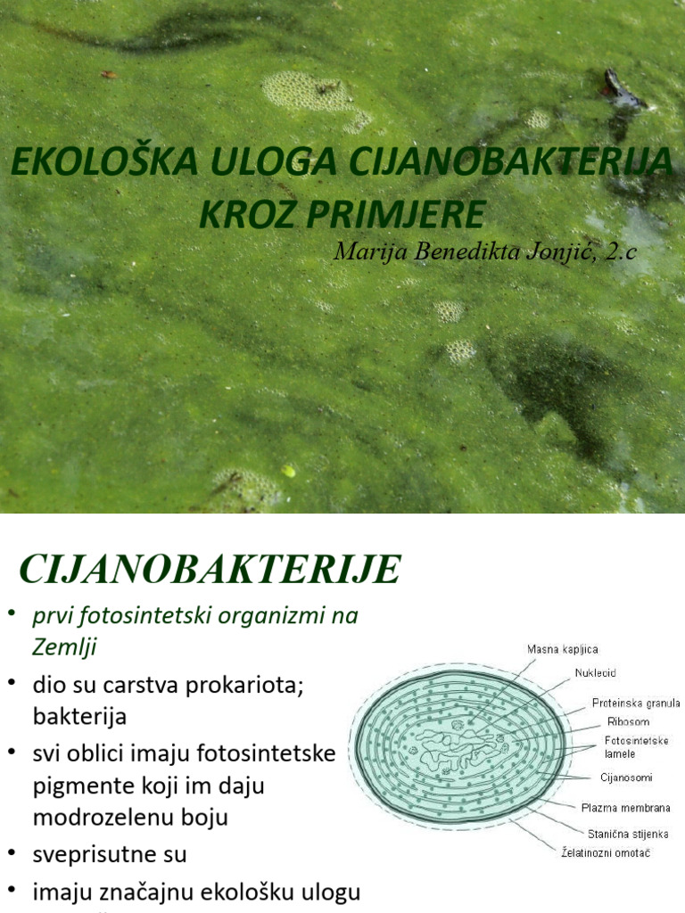 Cijanobakterije | PDF