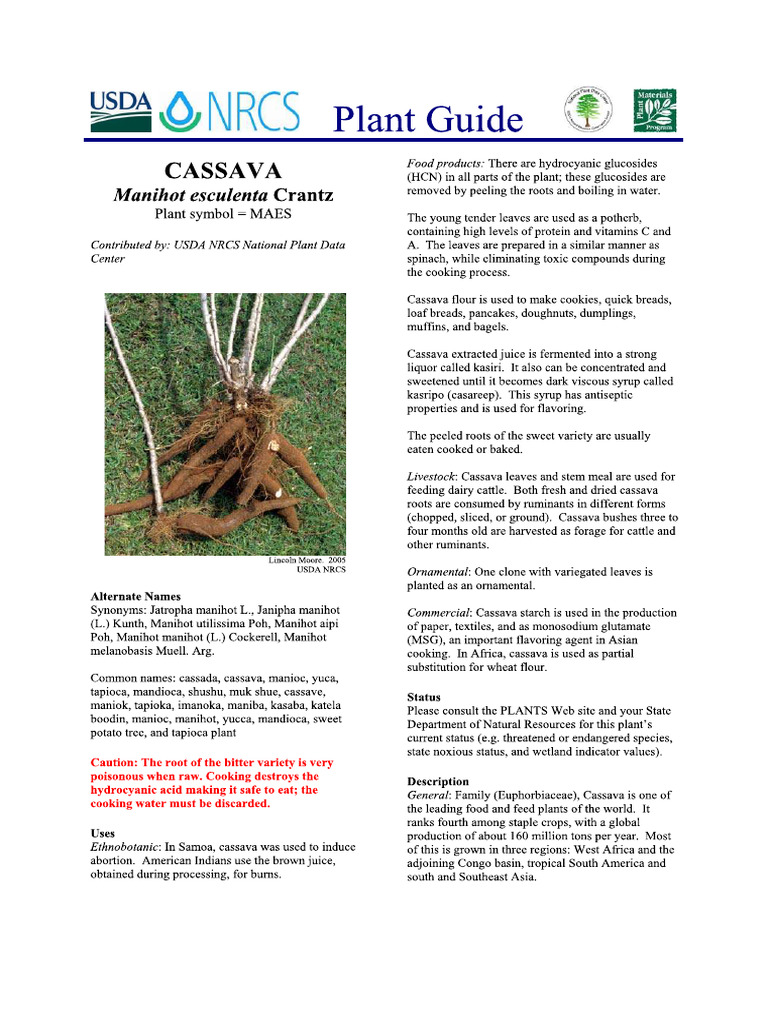 Cassava Plant Guide | PDF