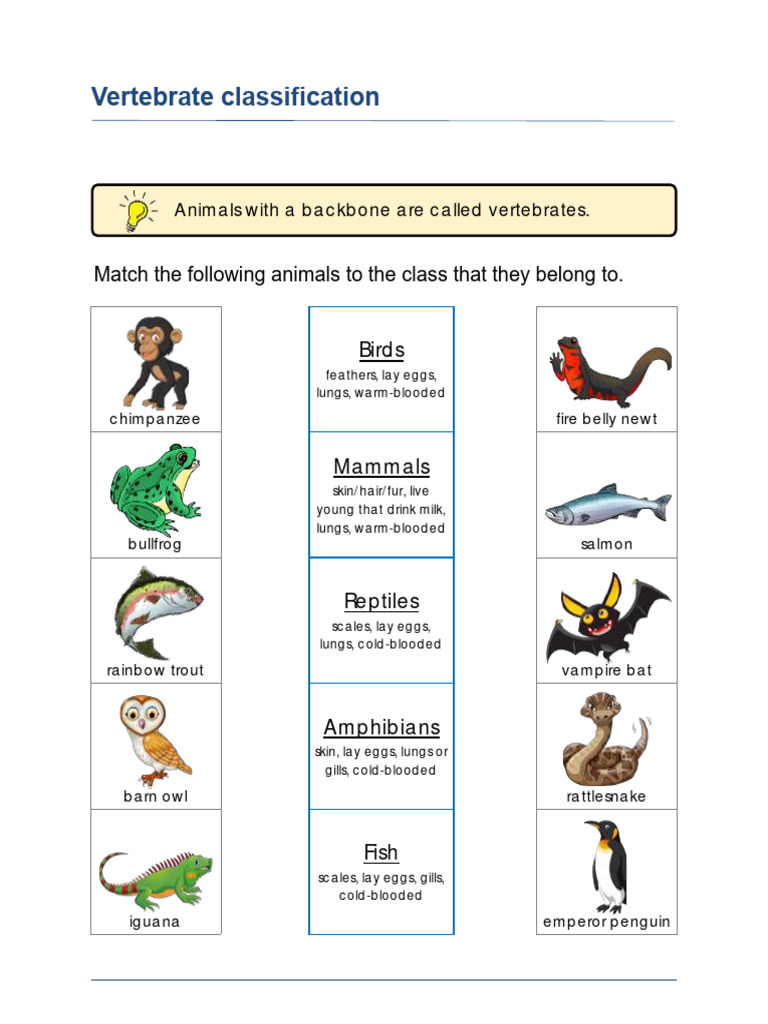 Grade 3 Animal Classification A | Download Free PDF | Skin | Egg