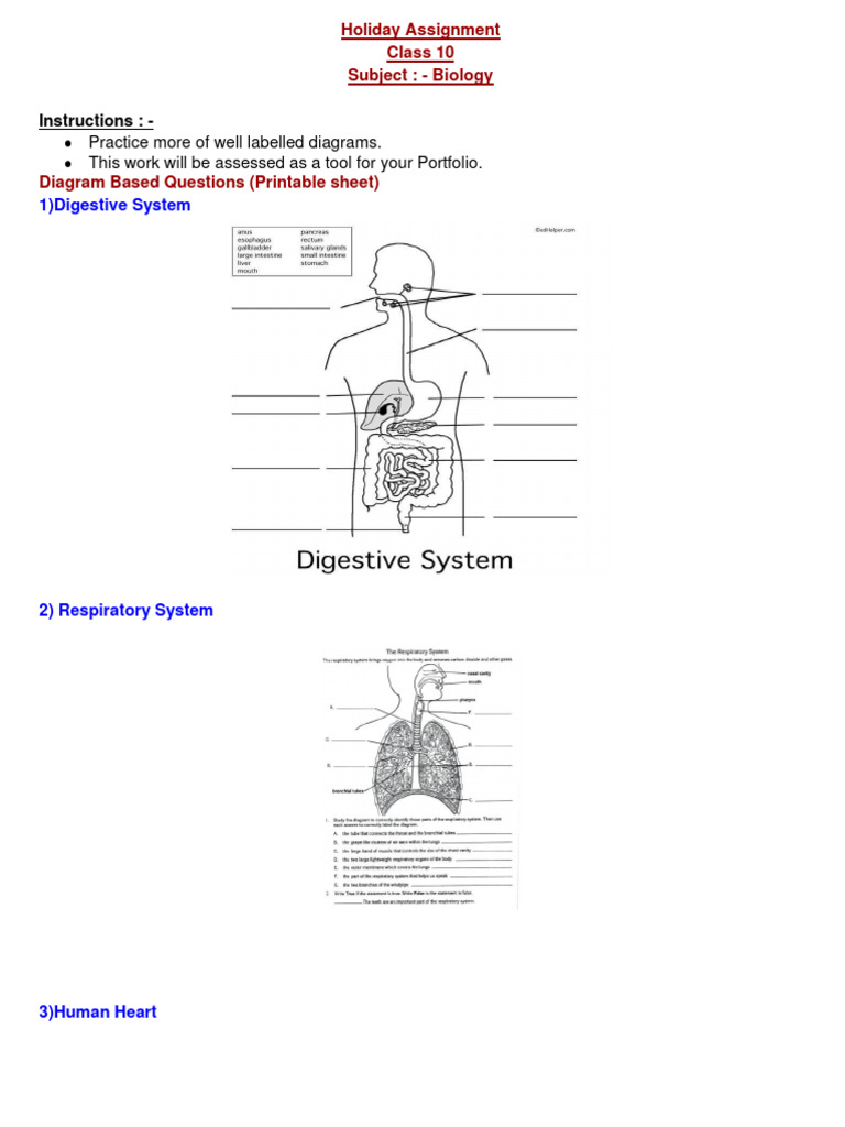 Class 10 Biology Holiday Assignment | PDF | Respiratory System | Heart