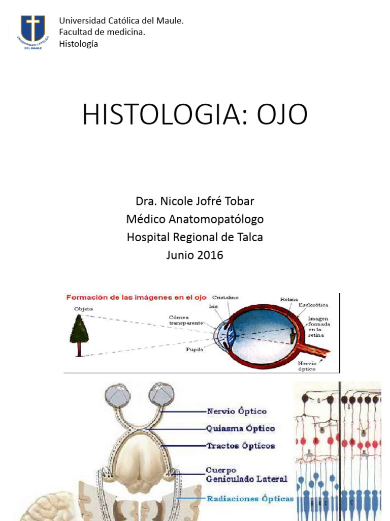 Histología del Ojo: Capas y Funciones | PDF | Ciencia y matemáticas