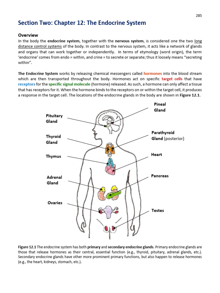 Physiol Text CH 12 Endocrine System | Download Free PDF | Endocrine ...