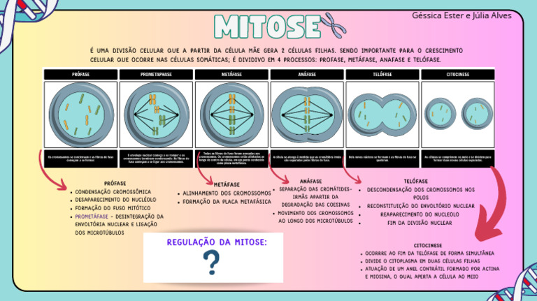 Mitose | PDF
