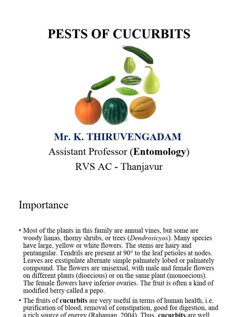 Pests of Cucurbits | PDF | Pupa | Lepidoptera