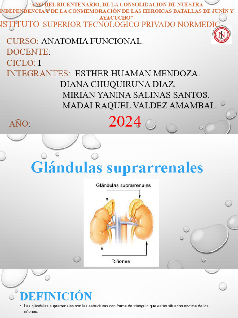 Funciones y Estructura de Glándulas Suprarrenales | PDF | Glándula ...
