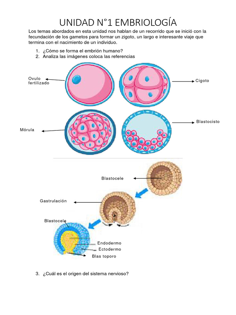 Guia de Embriologia | PDF