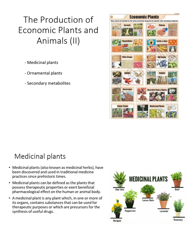 UMK Chapter 6 Part 2 Sem 2 | PDF | Medicinal Plants | Plants