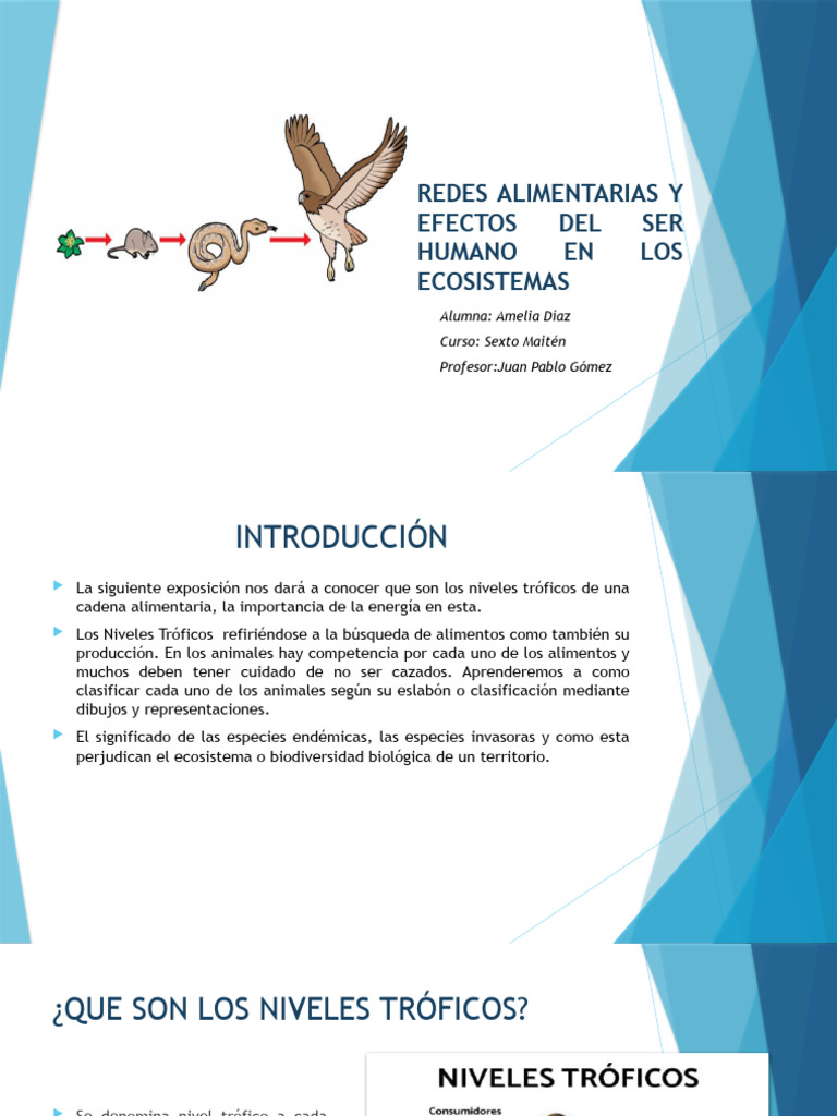 Dibujos de Cadenas Tróficas en Ecosistemas | PDF | Red alimentaria ...