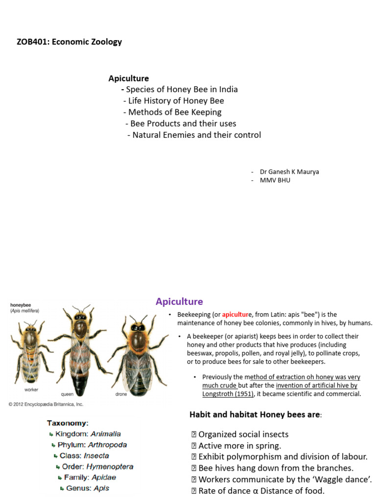 Bee Species | PDF | Honey Bee | Beekeeping