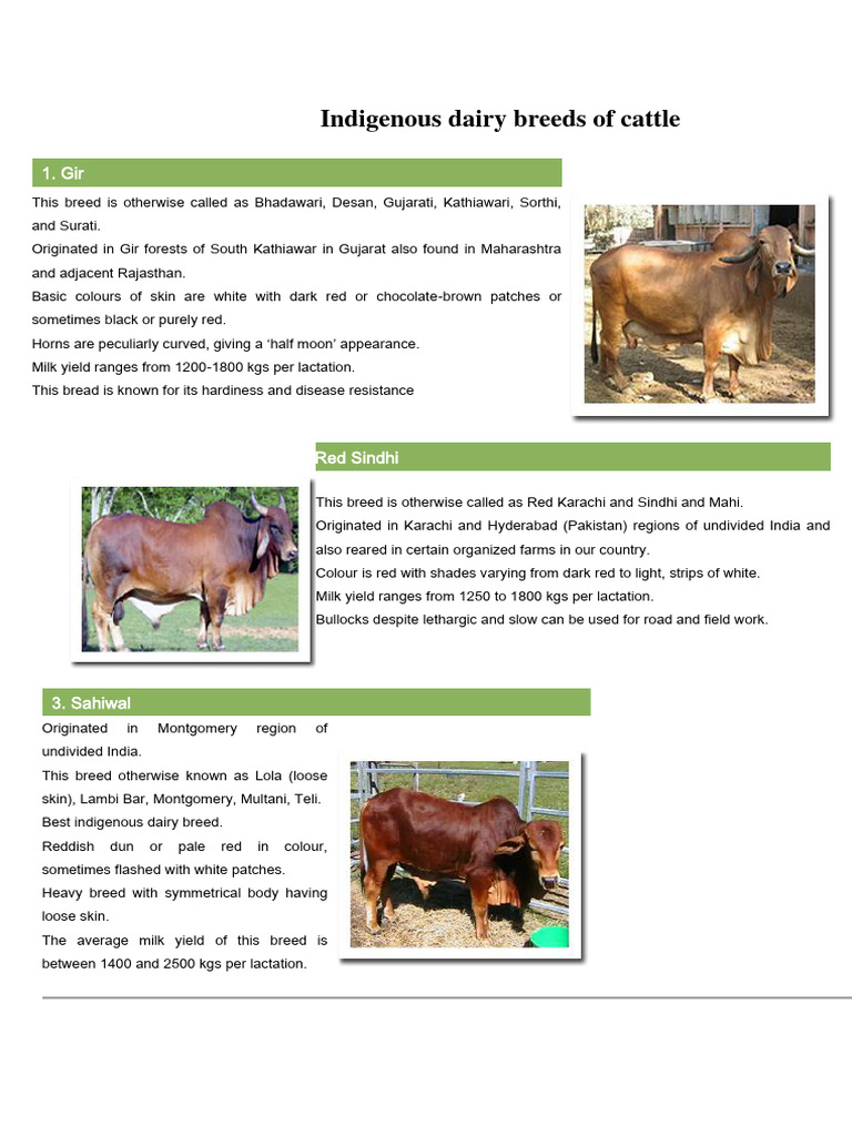 Indigenous Dairy Breeds of Cattle | PDF | Dairy Cattle | Cattle