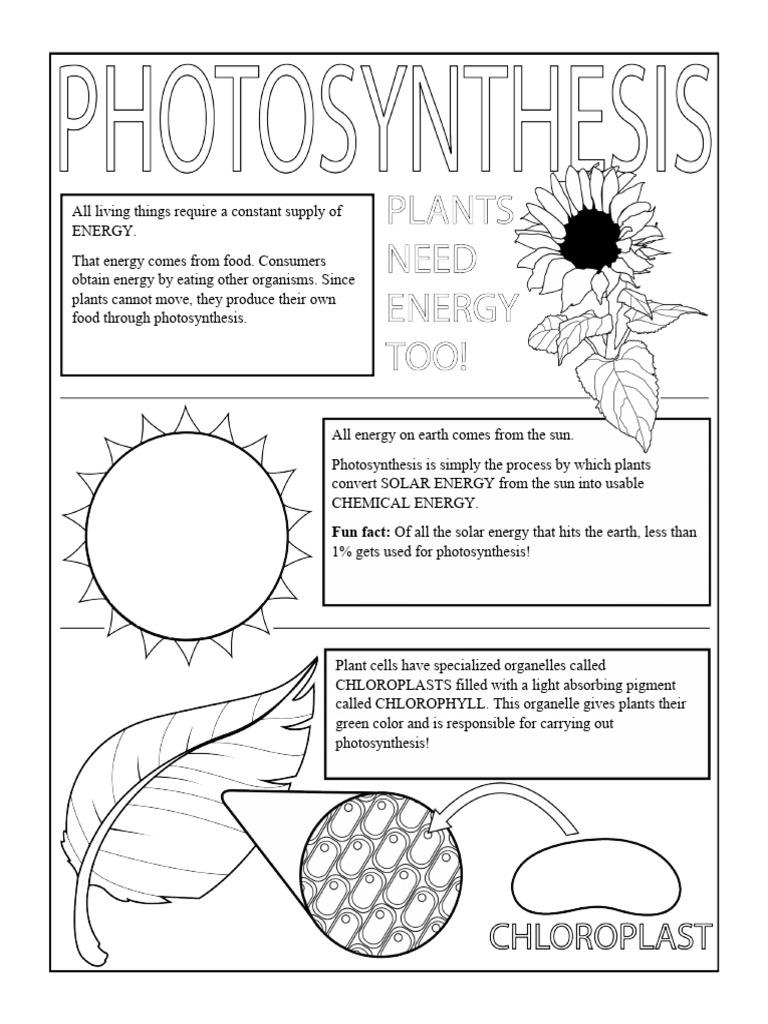 PhotosynthesisColorNotes 1 | PDF | Photosynthesis | Chemistry