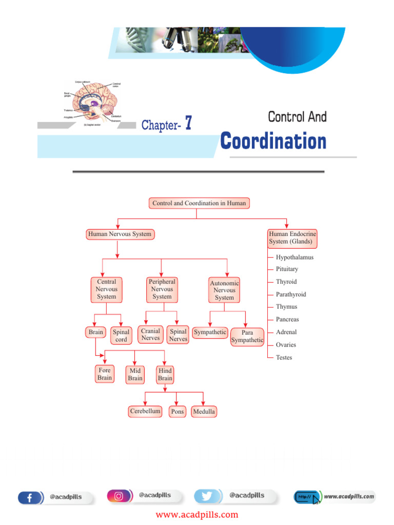 Control and Coordination | PDF | Neuron | Organ (Anatomy)