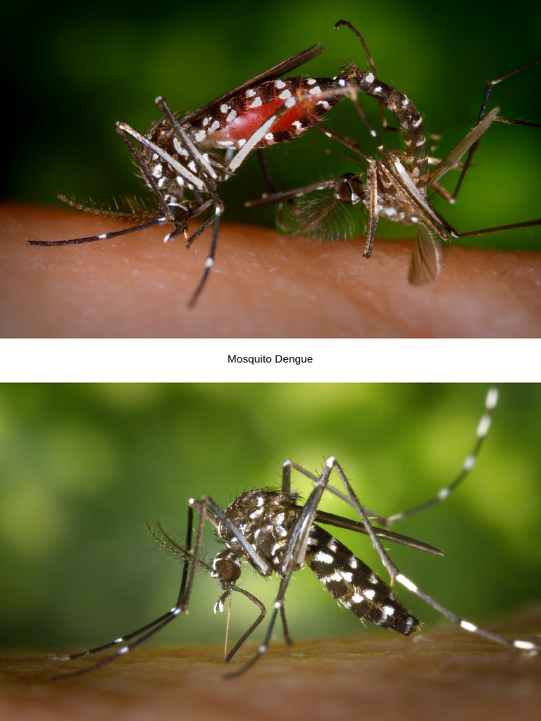 Mosquito Comun y Dengue | PDF | Relaciones personales, crianza y ...