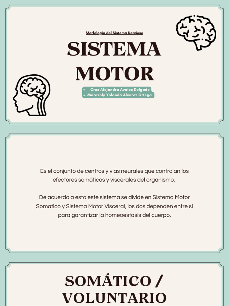 Sistema Motor | PDF | Cerebro | Músculo