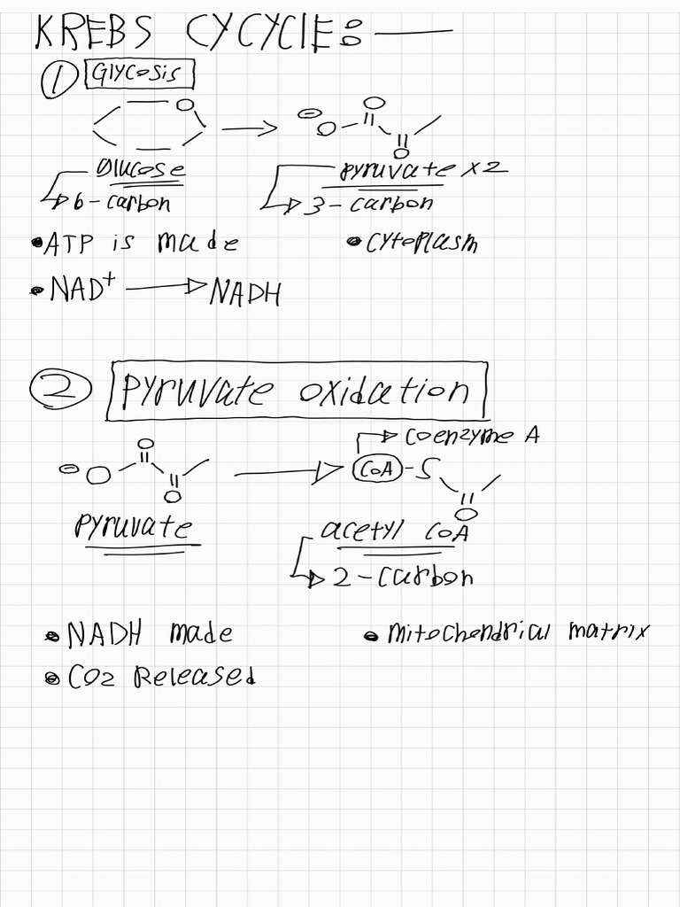 Krebs Cycle Handwritten | PDF