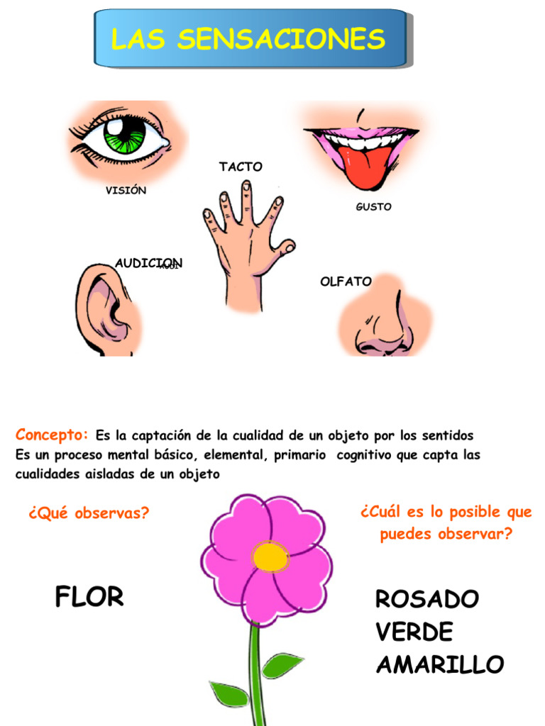 Sensaciones y Sistema Sensorial Explicado | PDF | Sentidos | Sistema ...