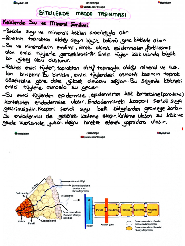 Bitkilerde-Madde-Taşınması | PDF