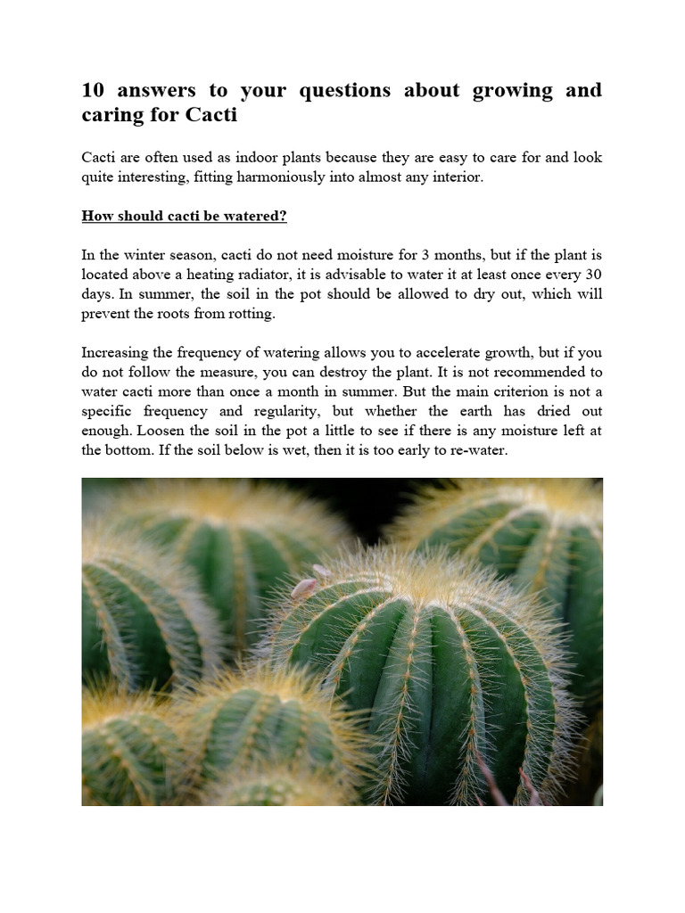 10 Answers To Your Questions About Growing and Caring For Cacti ...