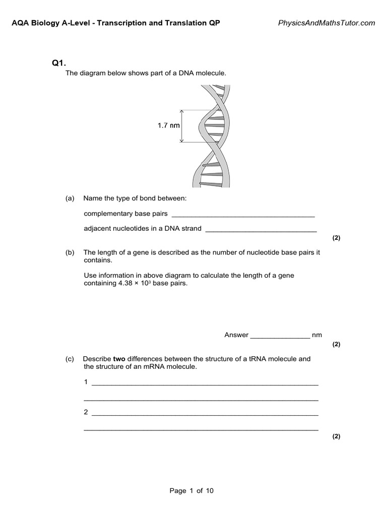 DNA and RNA Structure and Function Guide | PDF | Translation (Biology ...
