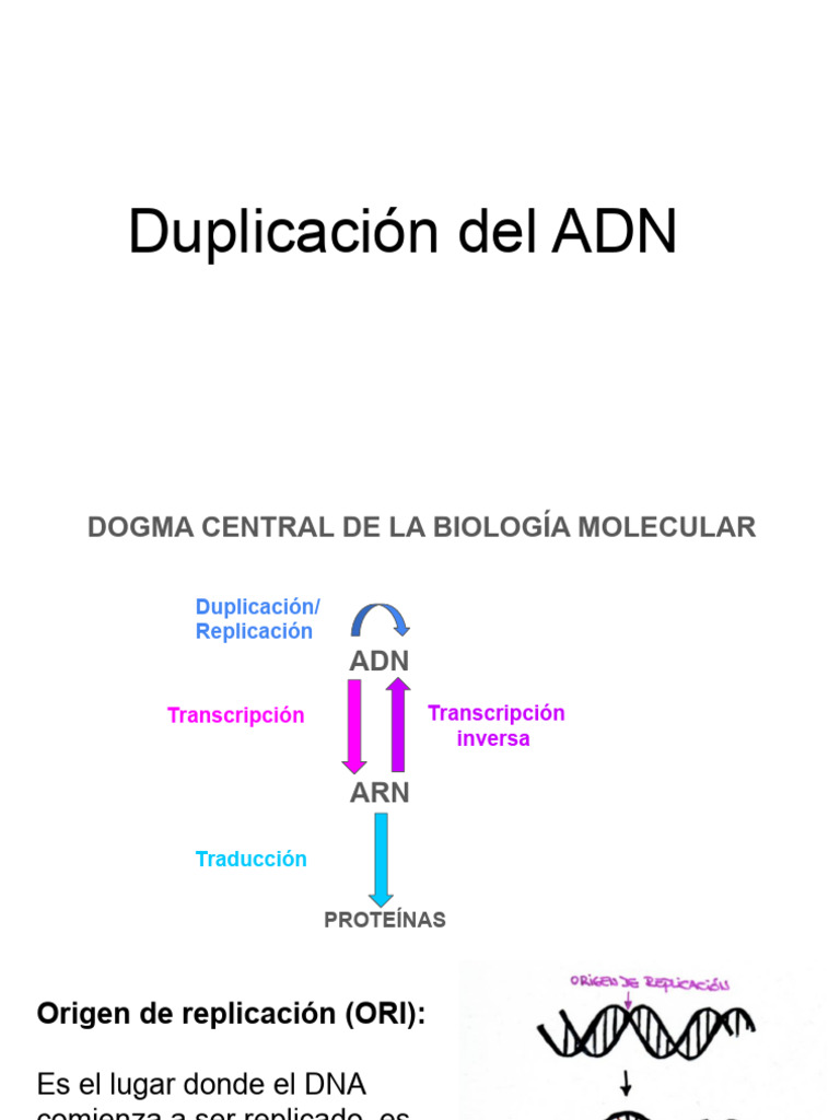 Duplicación Del ADN | PDF | Replicación De Adn | Adn