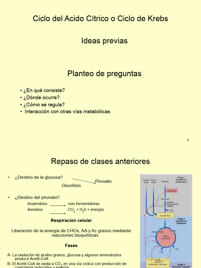 Clase 8 - Ciclo de Krebs | PDF | Dieta y nutrición | Química