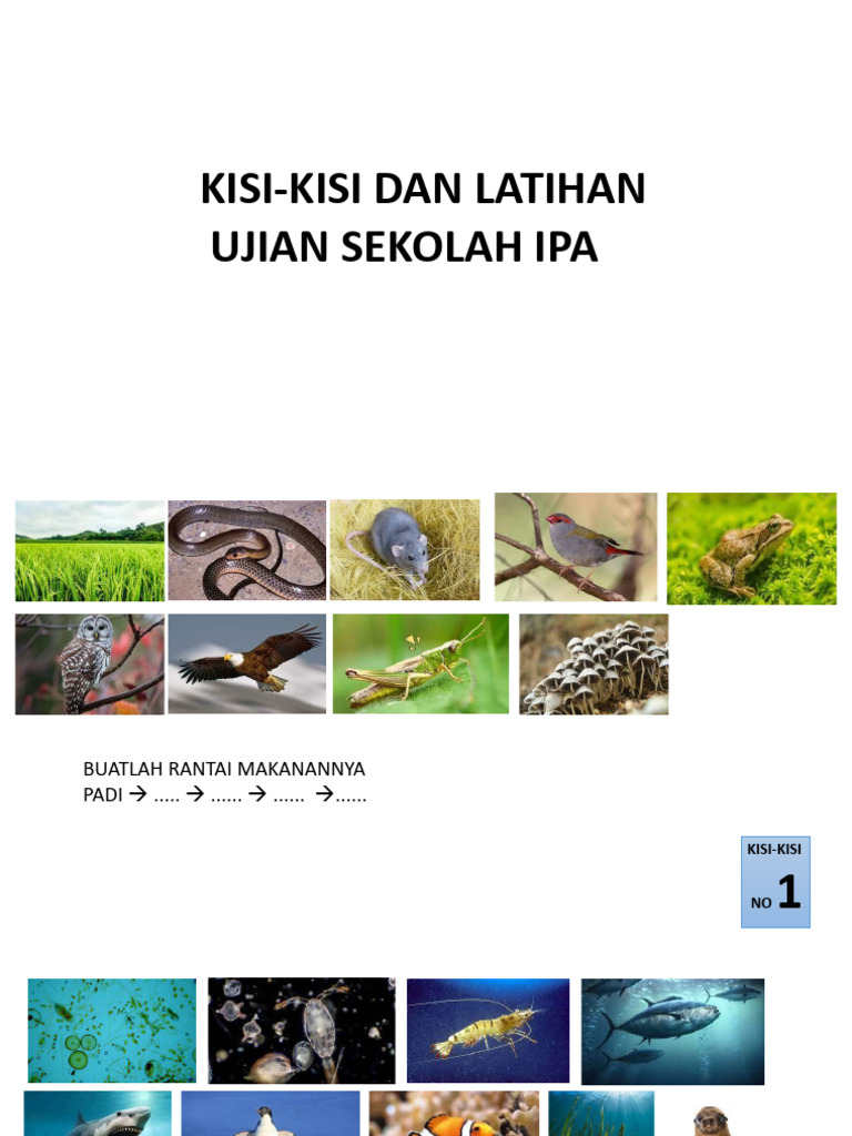 Kisi-Kisi Dan Latihan Soal Ujian Sekolah Ipa | PDF