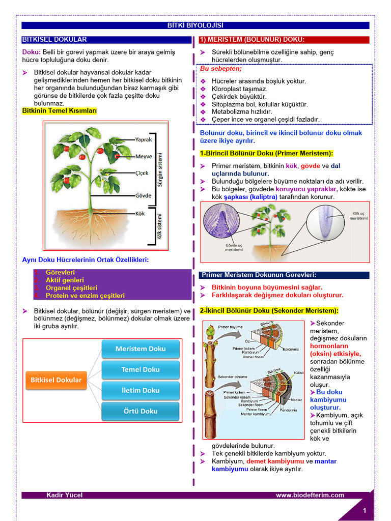 Bitki Biyolojisi | PDF