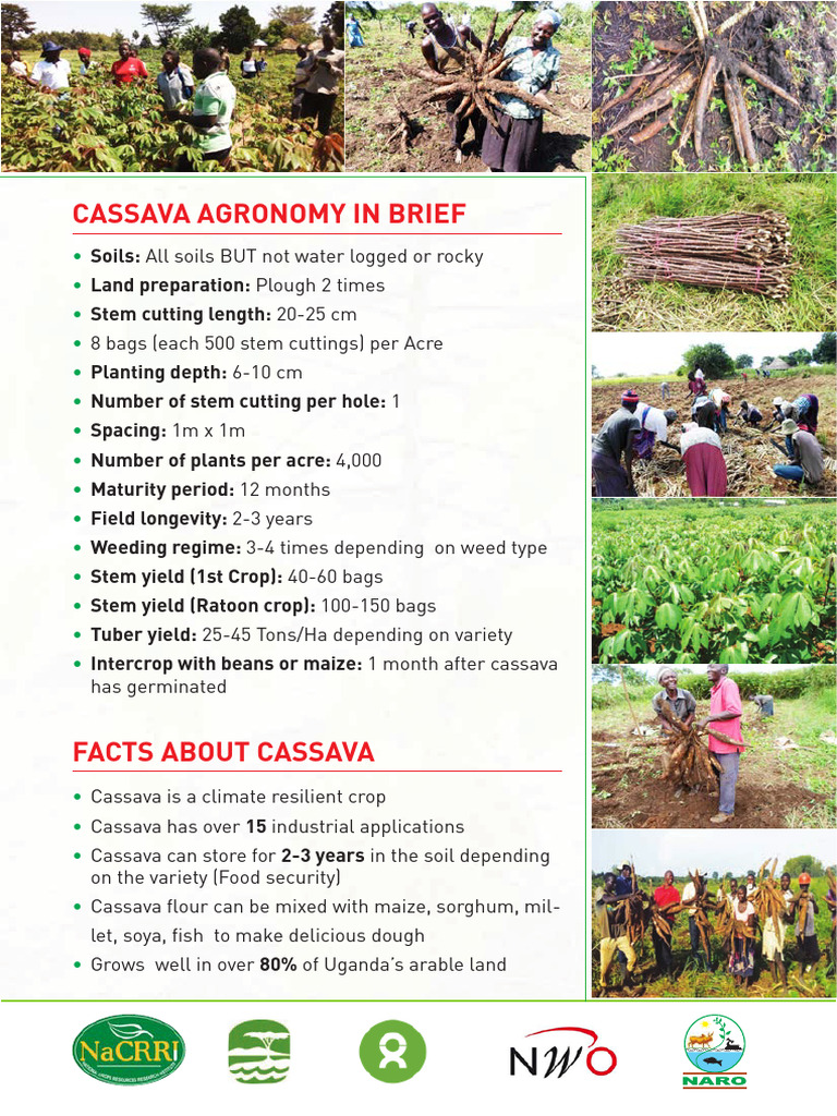 Essential Cassava Agronomy Guide | PDF