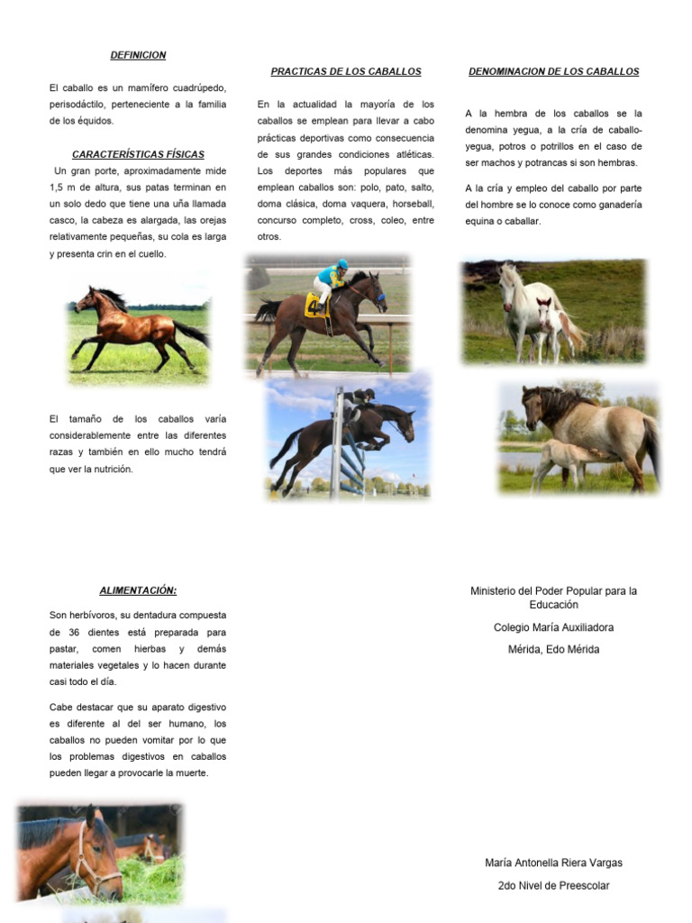 Triptico Alcoholismo | PDF | Caballos | Équidos