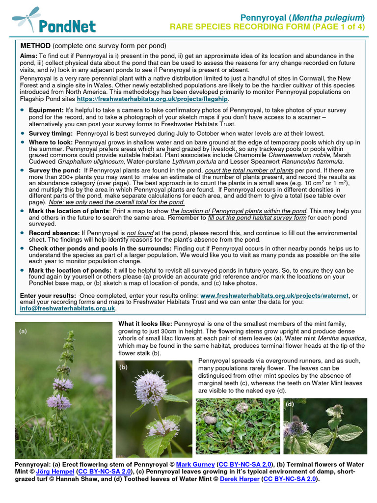 19 Pennyroyal Rare Species Recording Sheet Final | PDF | Mentha | Pond