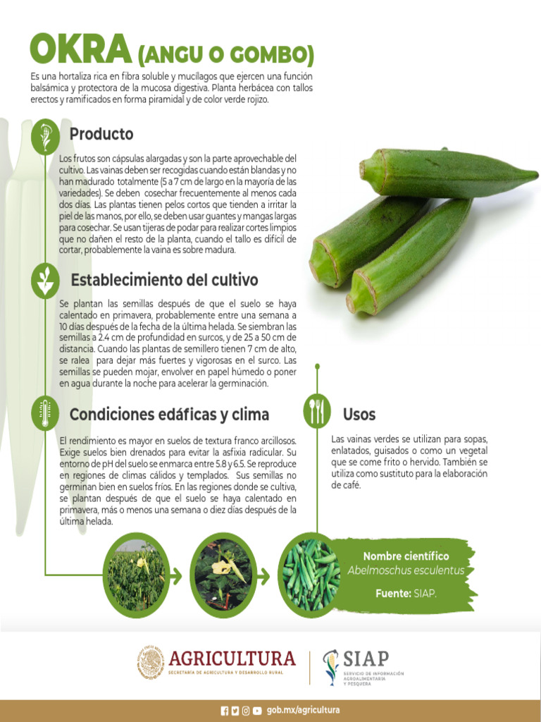 Okra Web | PDF | Botánica | Plantas