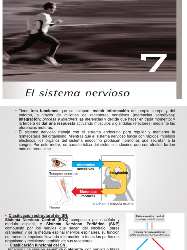 Sistema Nervioso PDF | PDF | Médula espinal | Sistema nervioso
