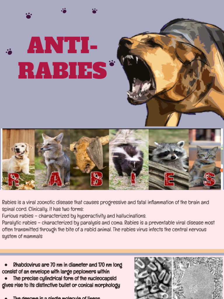 RABIES | PDF | Rabies | Virus