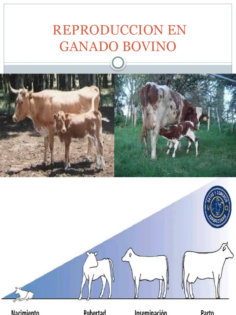 Tema 2 Reproduccion en Ganado Bovino | PDF | Vacas | Sistema reproductivo