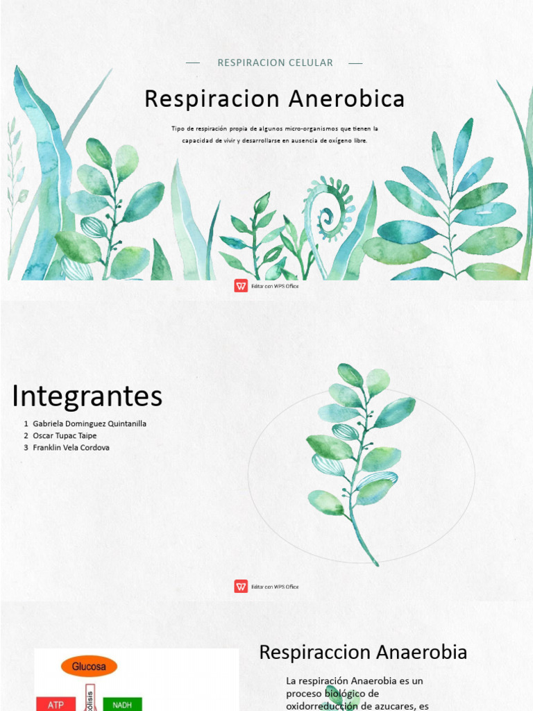 Respiracion Anaerobia - Grupo 2 | PDF