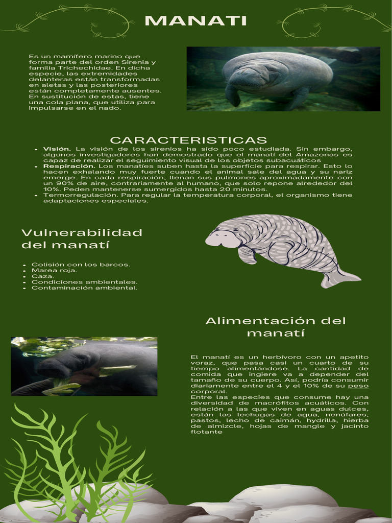 Alimentación del manatí amazónico | PDF