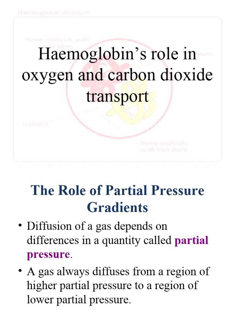 HaemoglobinΓÇÖs Role in Oxygen and Carbon Dioxide Transport | PDF ...