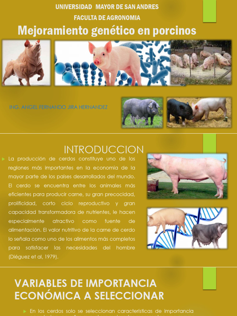 Mejoramiento Genético en Cerdos F1 y F2 | PDF | Cerdo | Carne