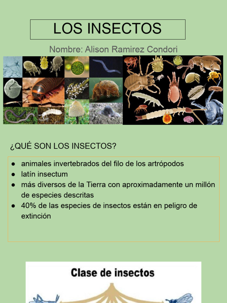 Los Insectos | PDF