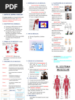 Signo de Homans: Diagnóstico y Relevancia | PDF | Anatomía del miembro ...