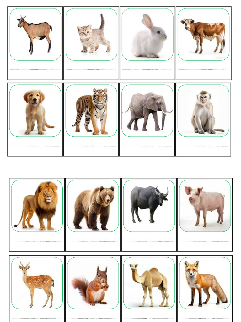 Animal Flash Cards | PDF