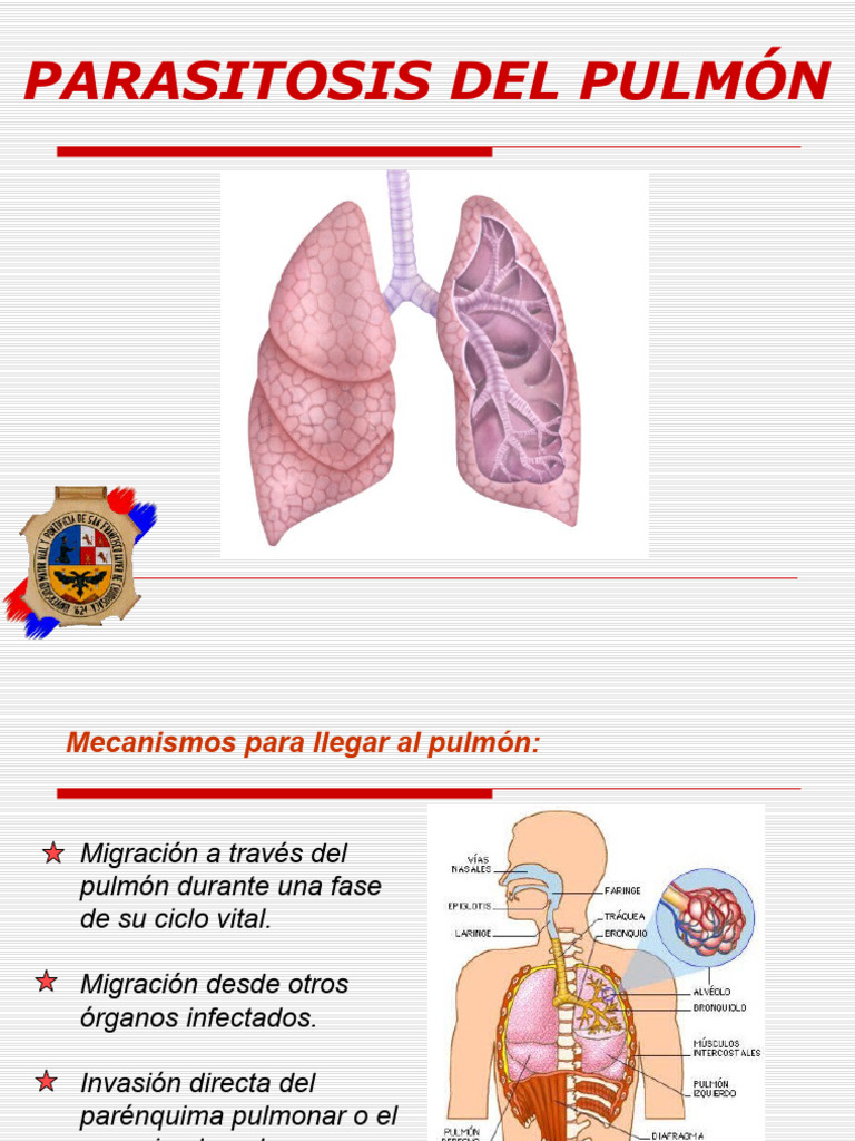 Parasitosis Del Pulmon Pdf Tos Pulmón