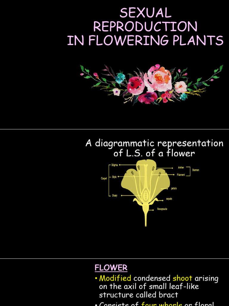 Sexual Reproduction in Flowering Plants | PDF | Flowers | Seed