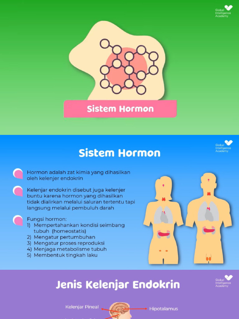 Sistem Endokrin Pdf 