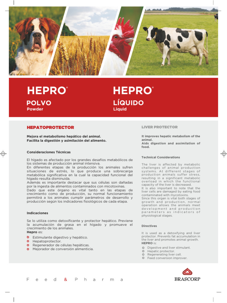 Flyer-Hepro 1 | PDF | Hígado | Sistema digestivo