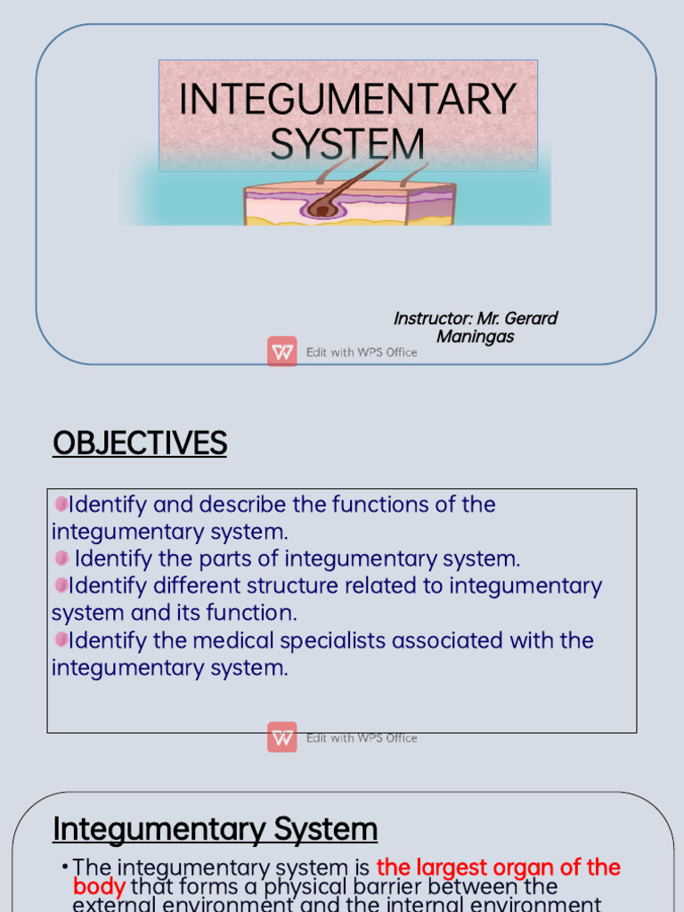 Integumentary System | PDF | Integumentary System | Skin