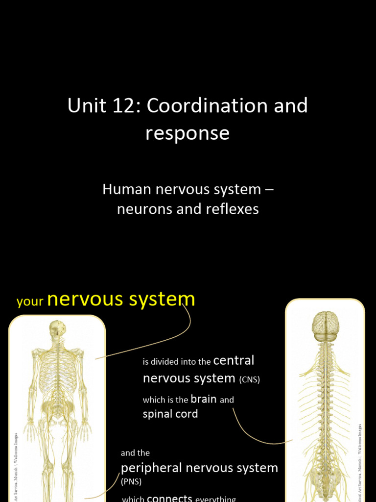 Intro Nervous System Biology | Download Free PDF | Neuron | Nervous System