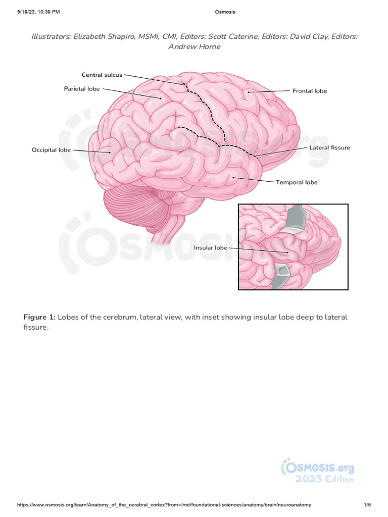Anatomy of the Cerebral Cortex | PDF
